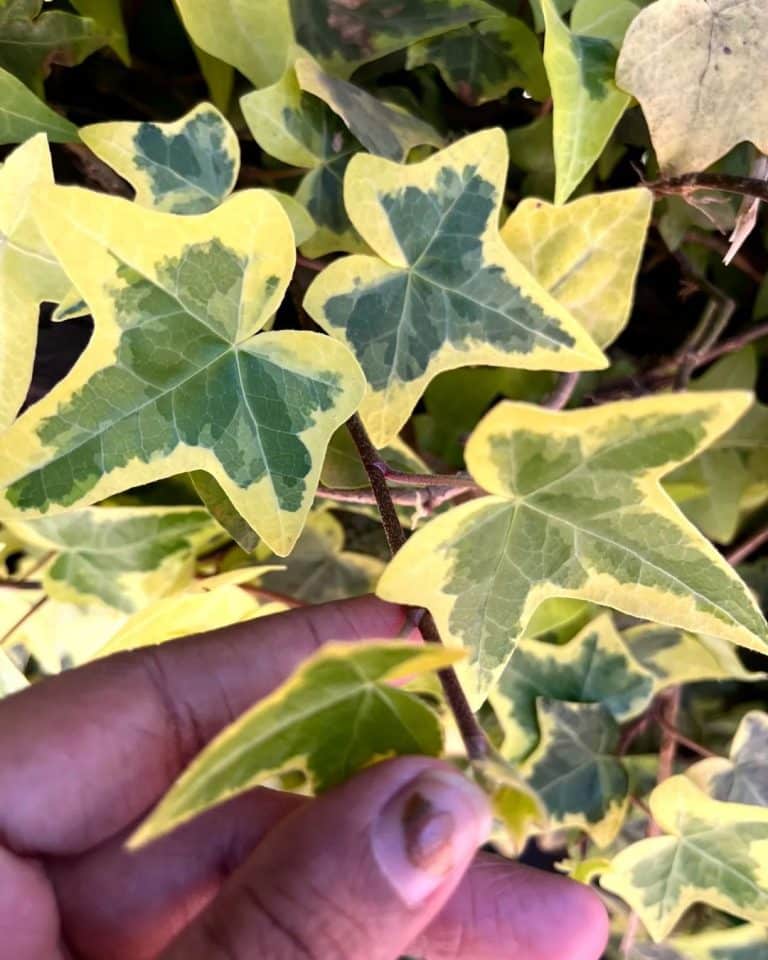 English Ivy: Plant Care and How to Grow | Plantcarefully