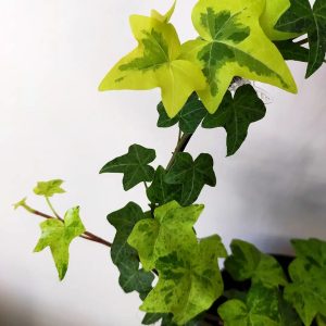 English Ivy: Plant Care and How to Grow | Plantcarefully