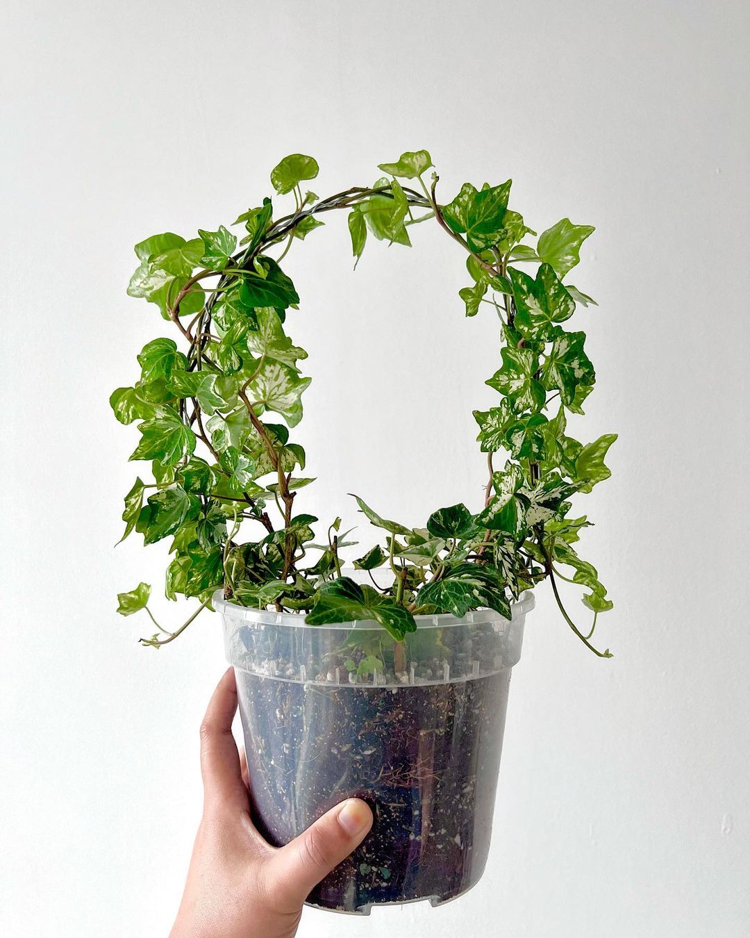 English Ivy: Plant Care and How to Grow | Plantcarefully