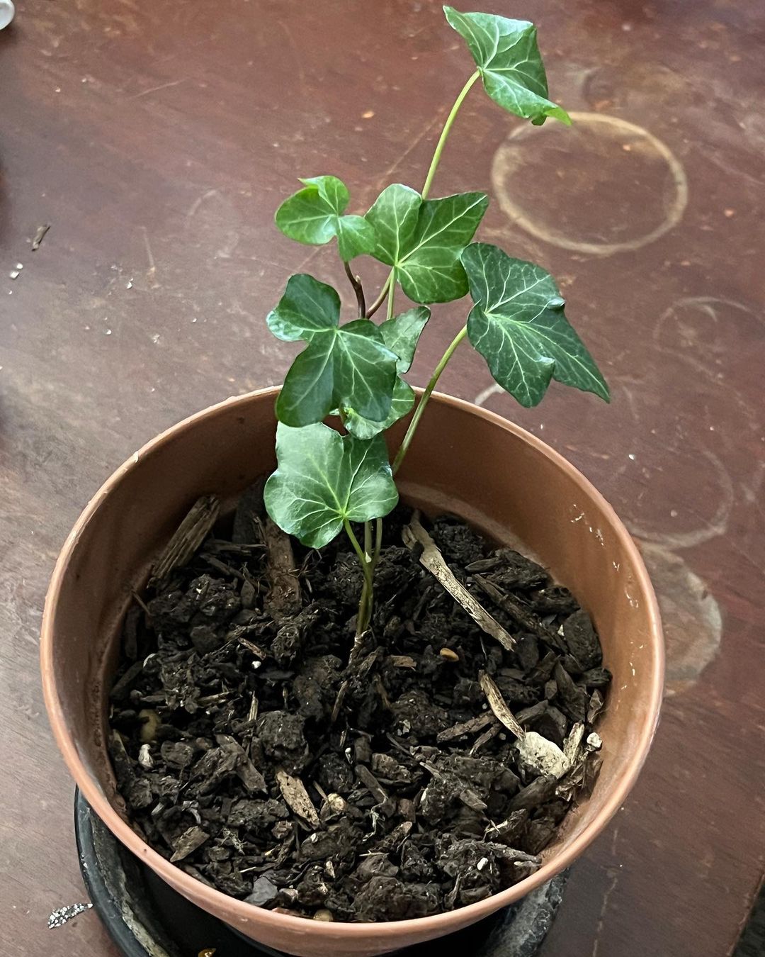 English Ivy: Plant Care and How to Grow | Plantcarefully