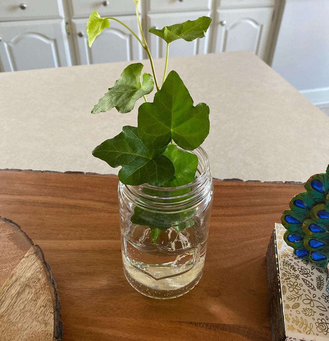 English Ivy: Plant Care and How to Grow | Plantcarefully