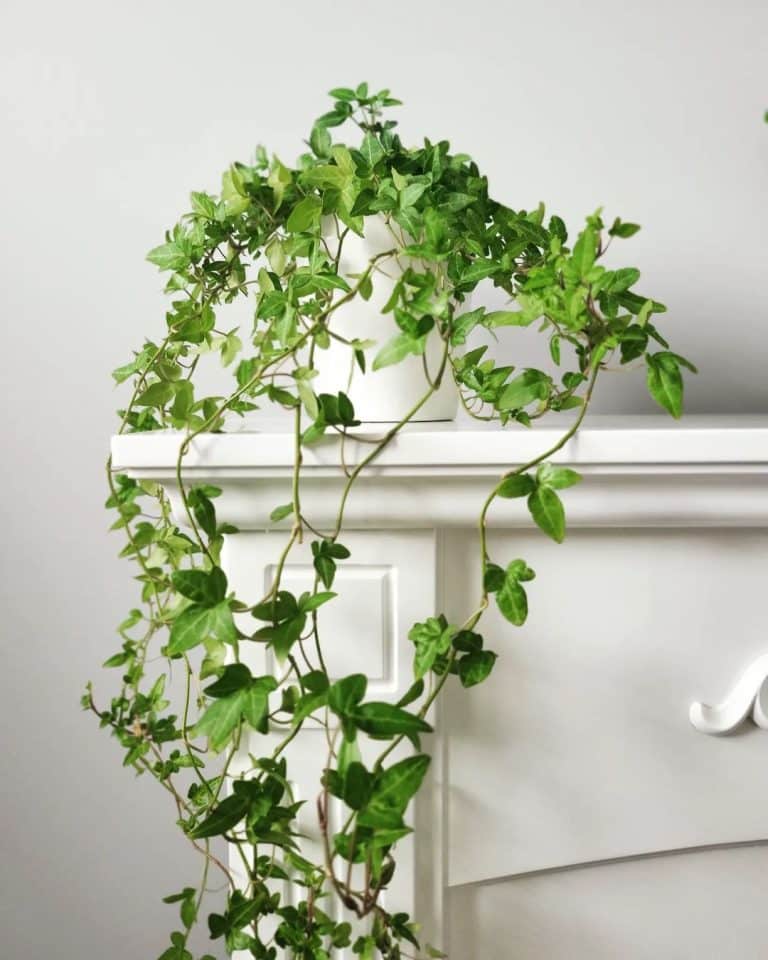 English Ivy: Plant Care and How to Grow | Plantcarefully