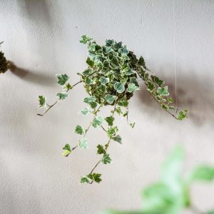 English Ivy: Plant Care and How to Grow | Plantcarefully