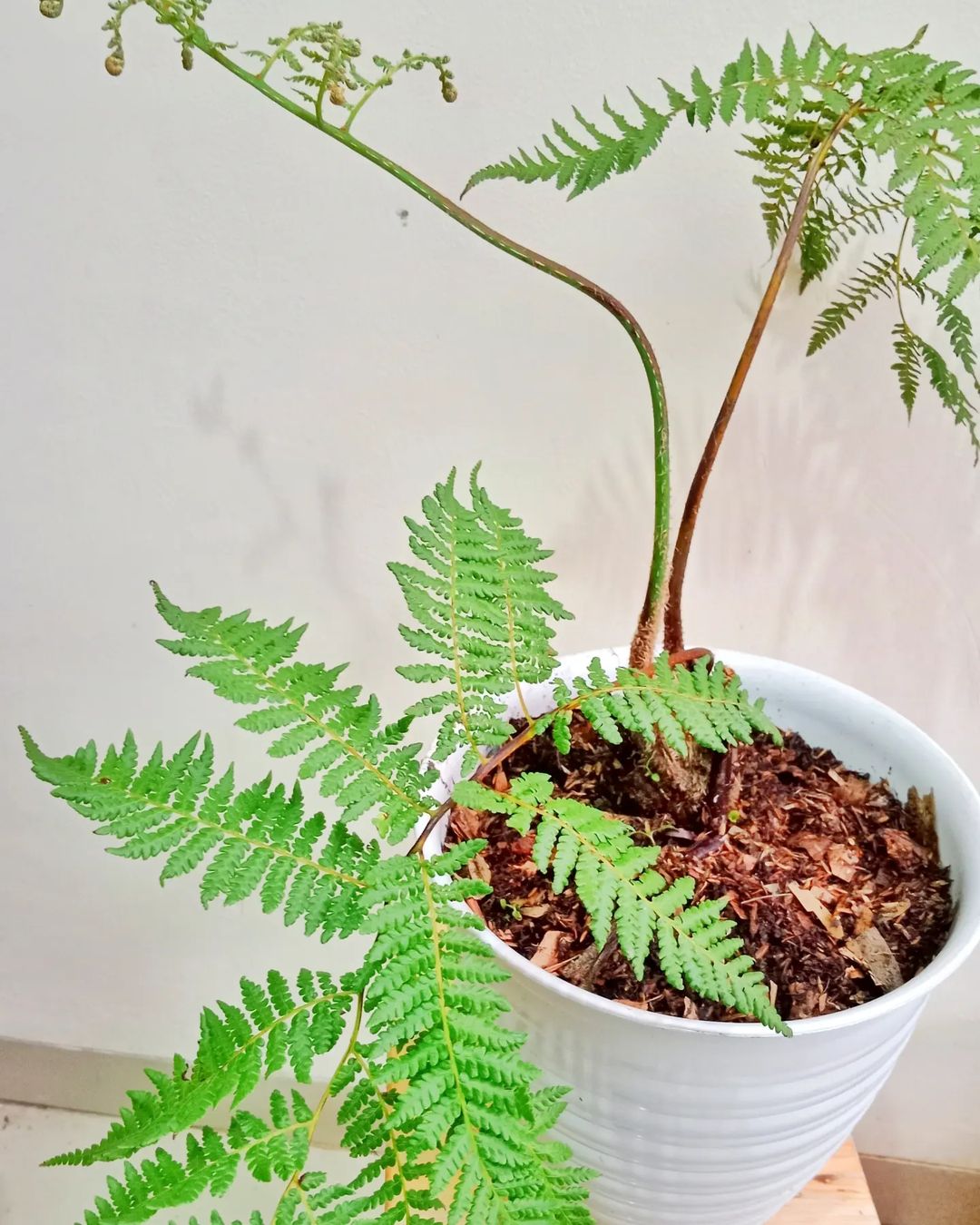 Ferns Care: Growing Ferns Indoors | Plantcarefully