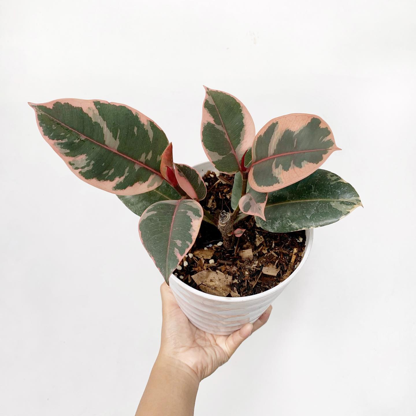 Ficus Elastica (Rubber Plant) Care Guide: 17+ Tips | Plantcarefully