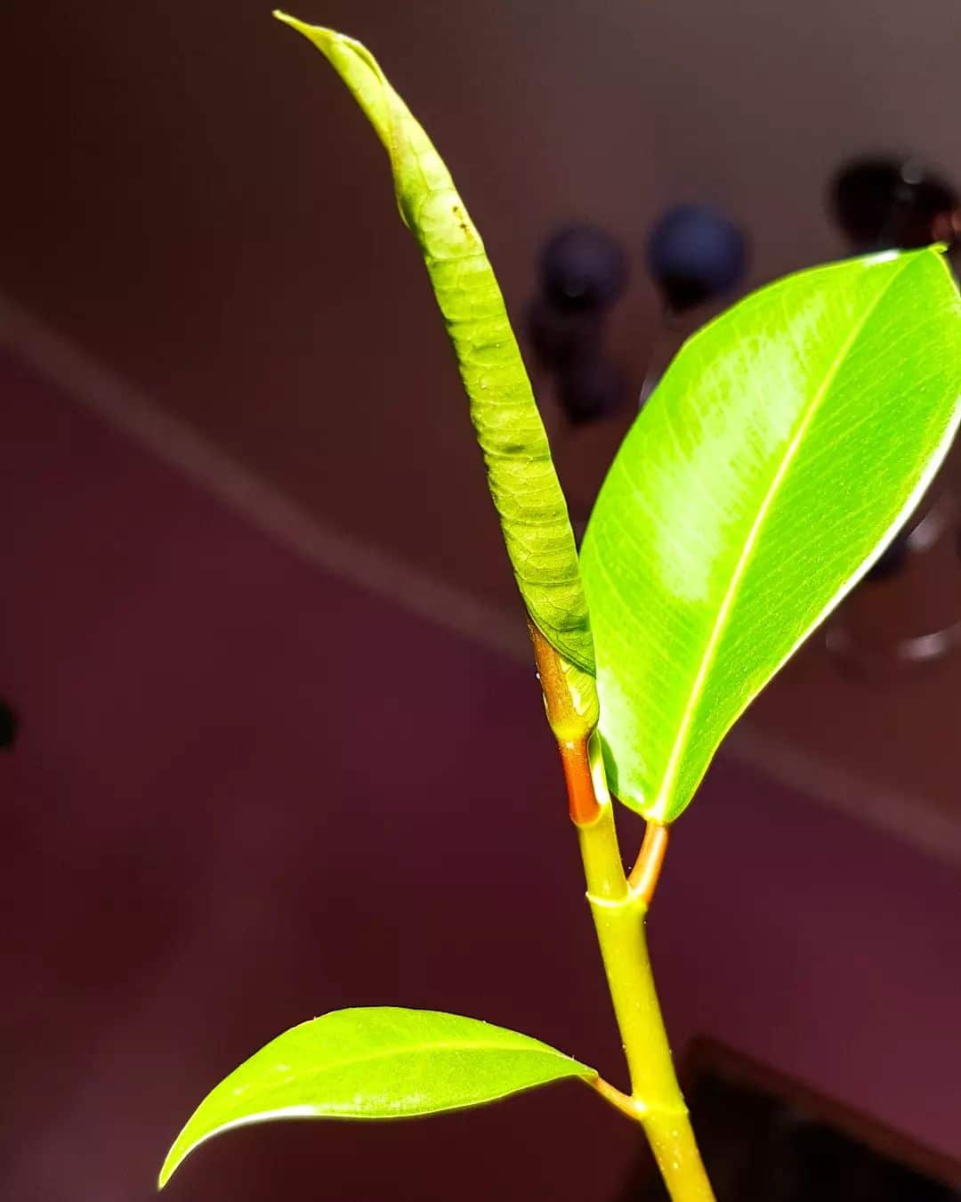Ficus Elastica (Rubber Plant) Care Guide: 17+ Tips | Plantcarefully