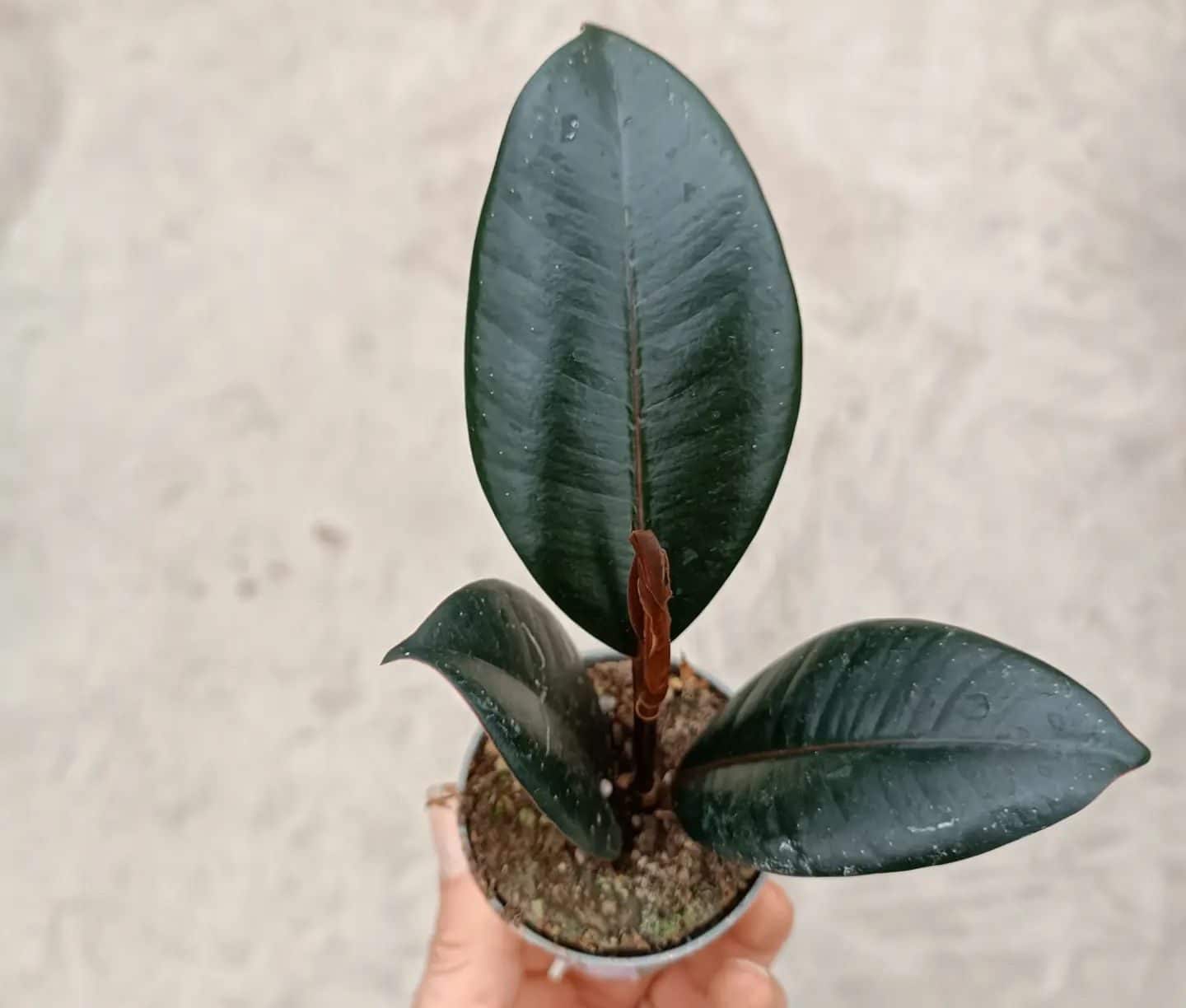 Ficus Elastica (Rubber Plant) Care Guide: 17+ Tips | Plantcarefully