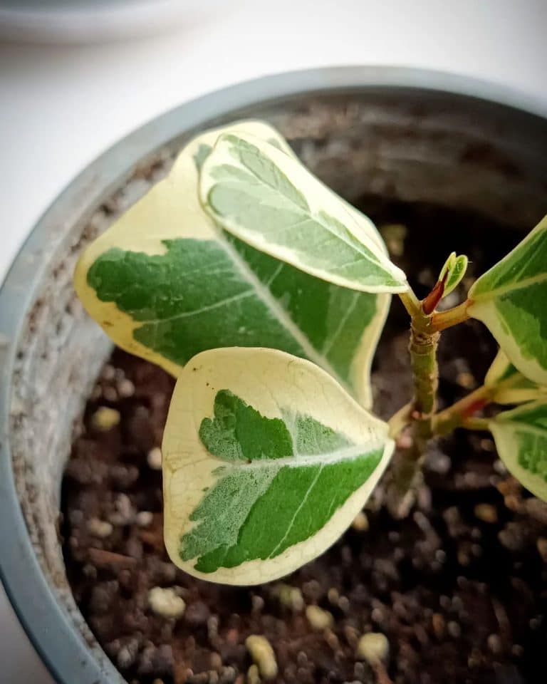 Ficus Triangularis Care and Growing Guide | Plantcarefully