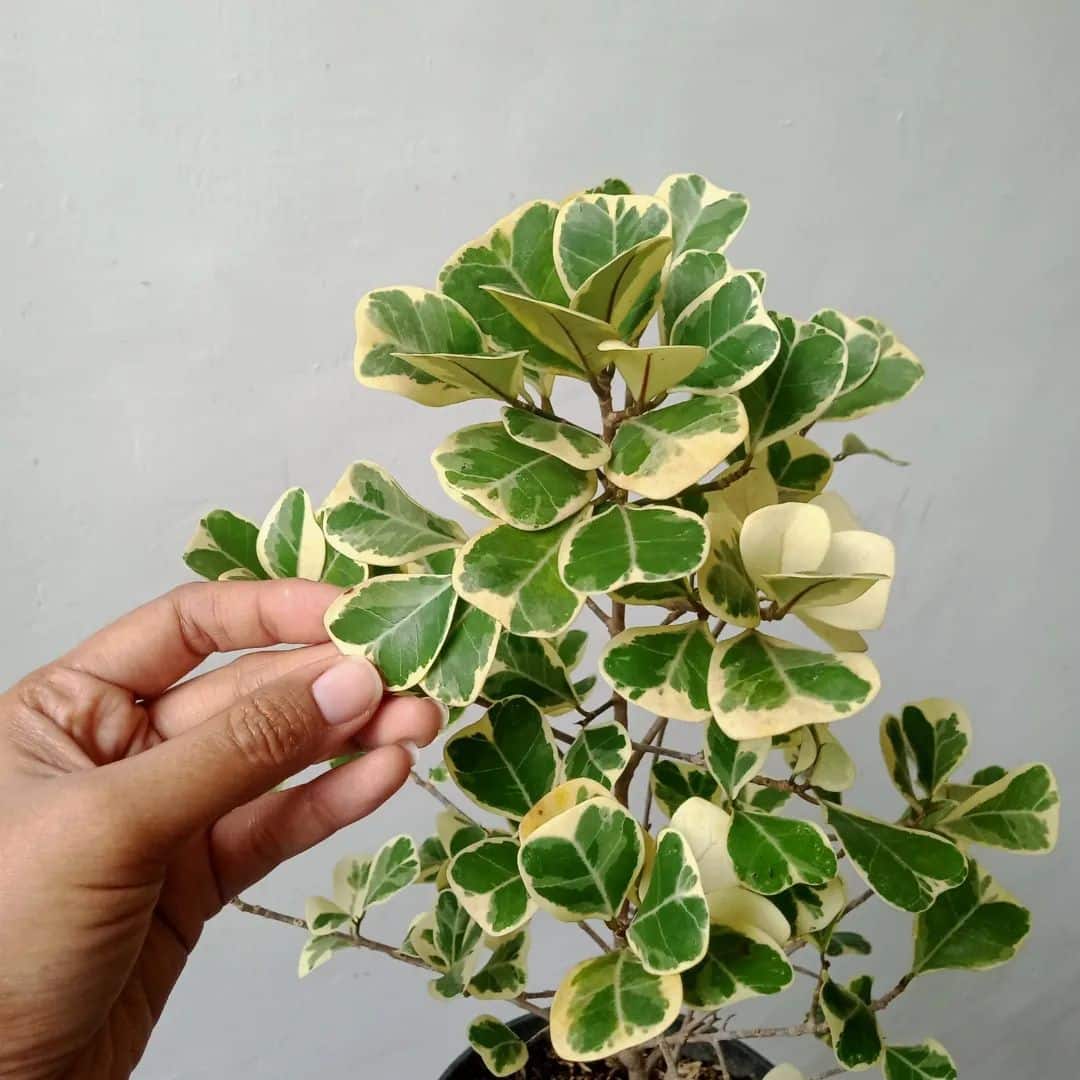 Ficus Triangularis: Ultimate Gardening Guide – CMTHO
