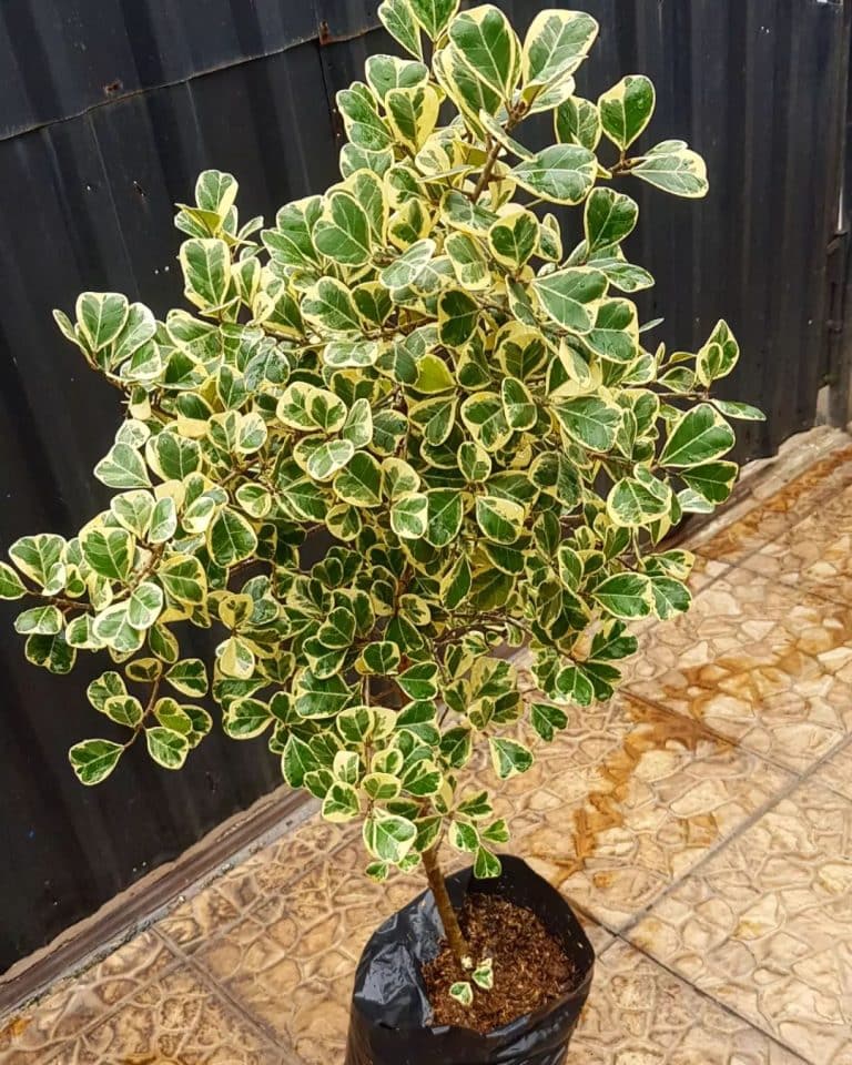 Ficus Triangularis Care and Growing Guide | Plantcarefully