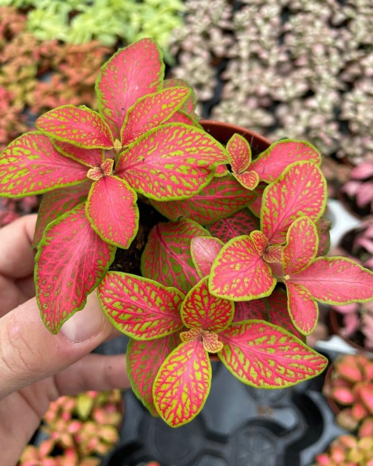 Nerve Plant Care and Growing Guide | Plantcarefully