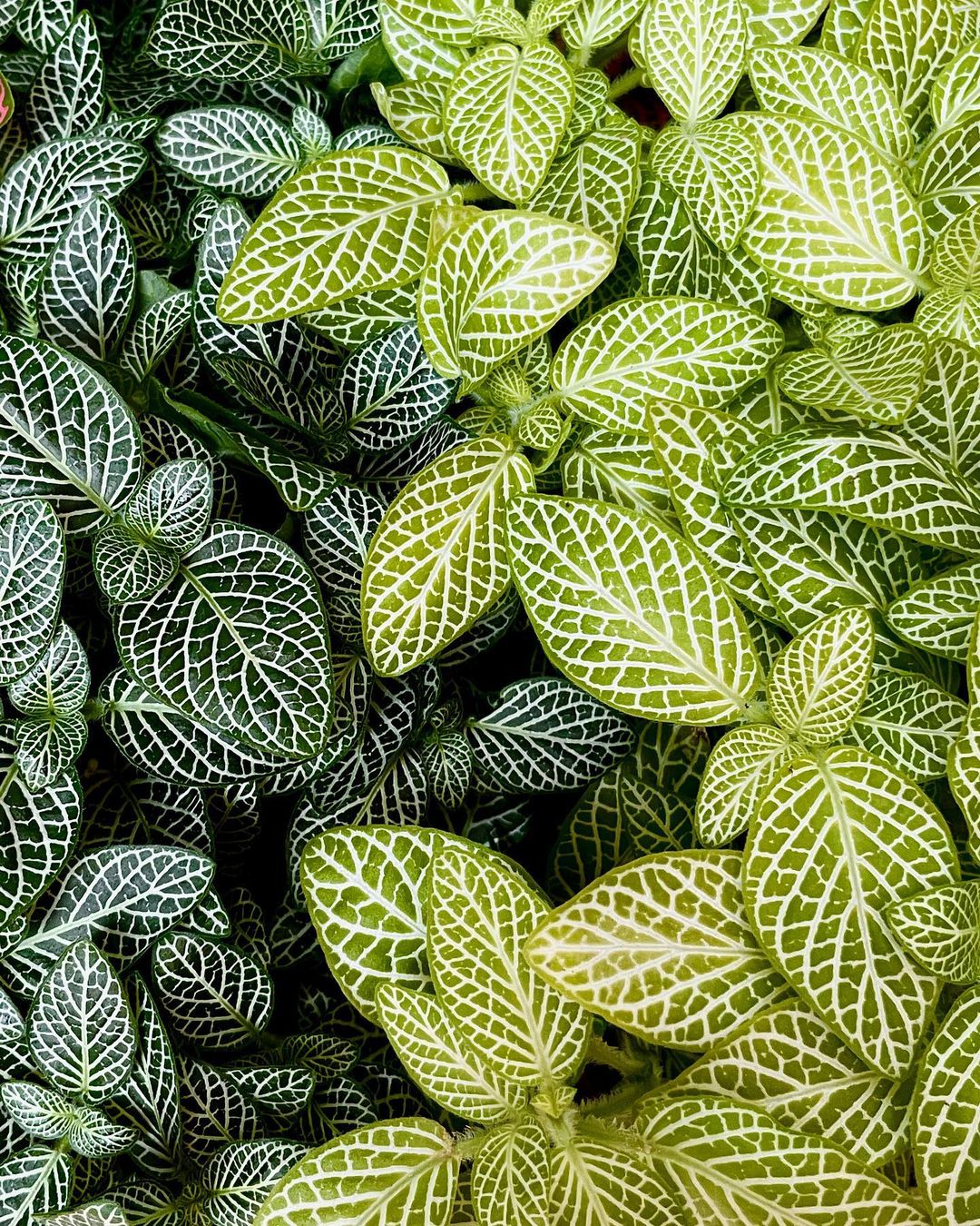 Nerve Plant Care and Growing Guide | Plantcarefully