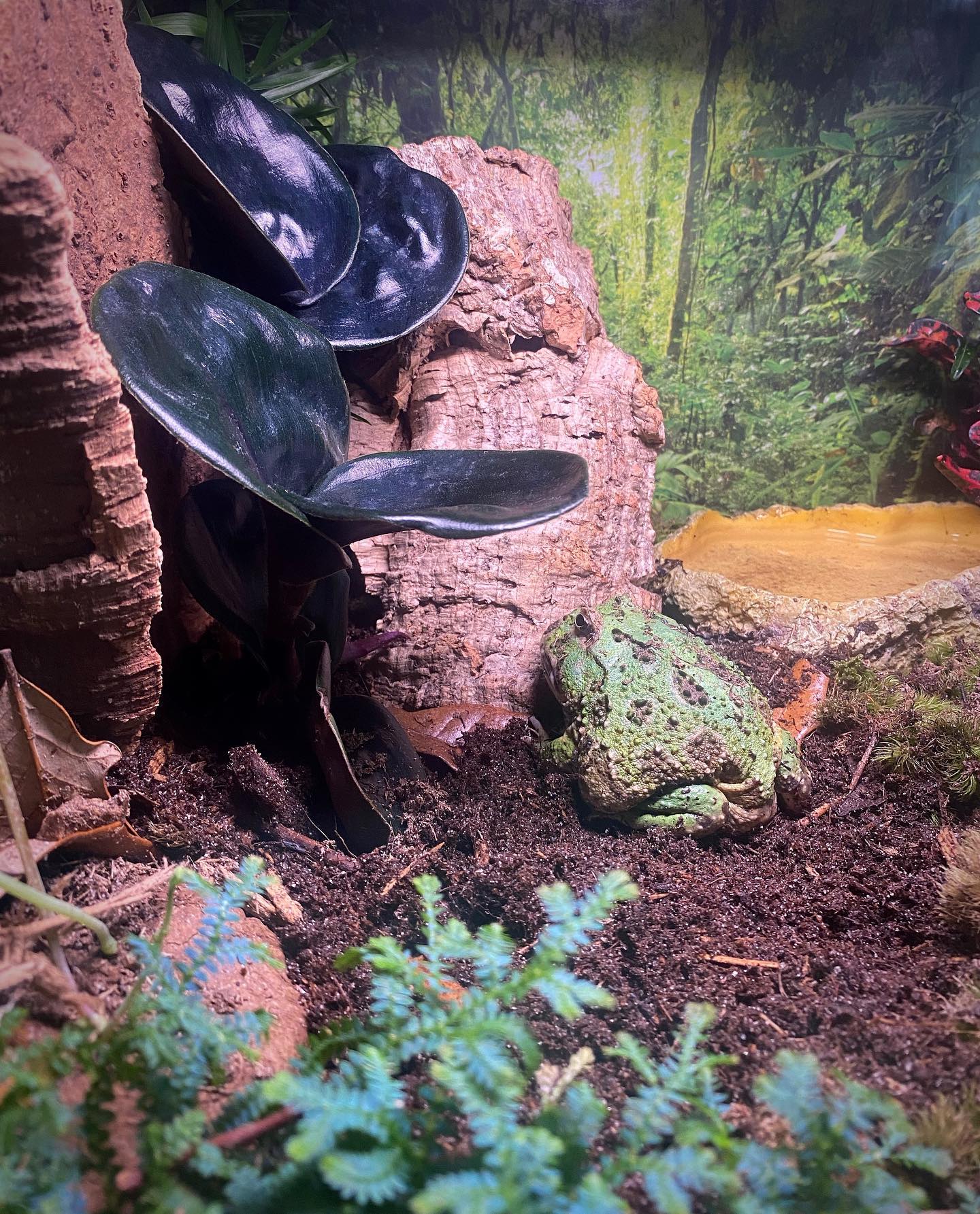 Geogenanthus Ciliatus: Plant Care and Growing Guide | Plantcarefully