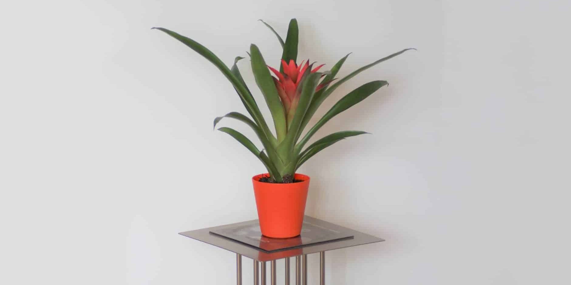 Guzmania Lingulata Plant Care