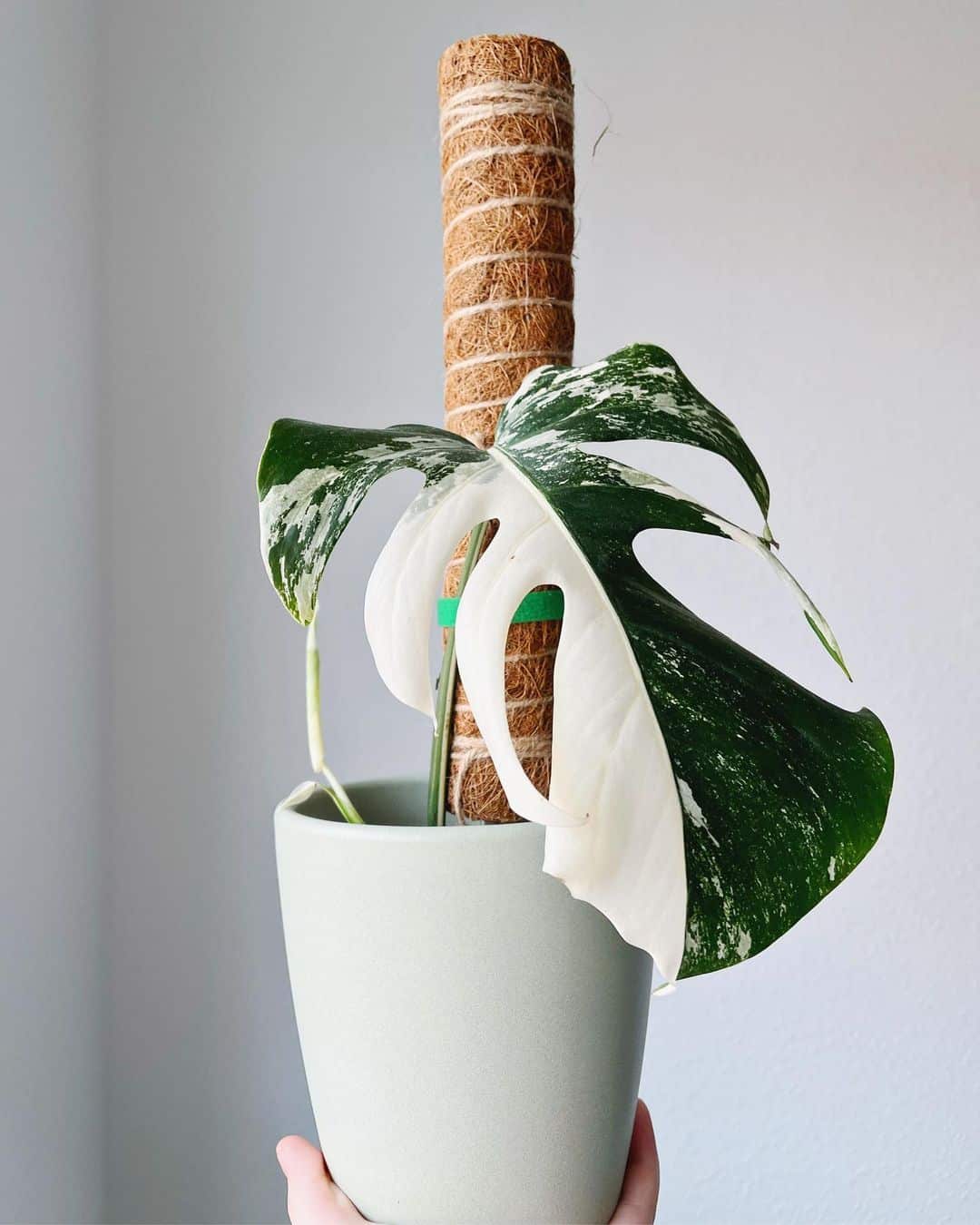 Monstera Deliciosa: Care and Growing Guide | Plantcarefully
