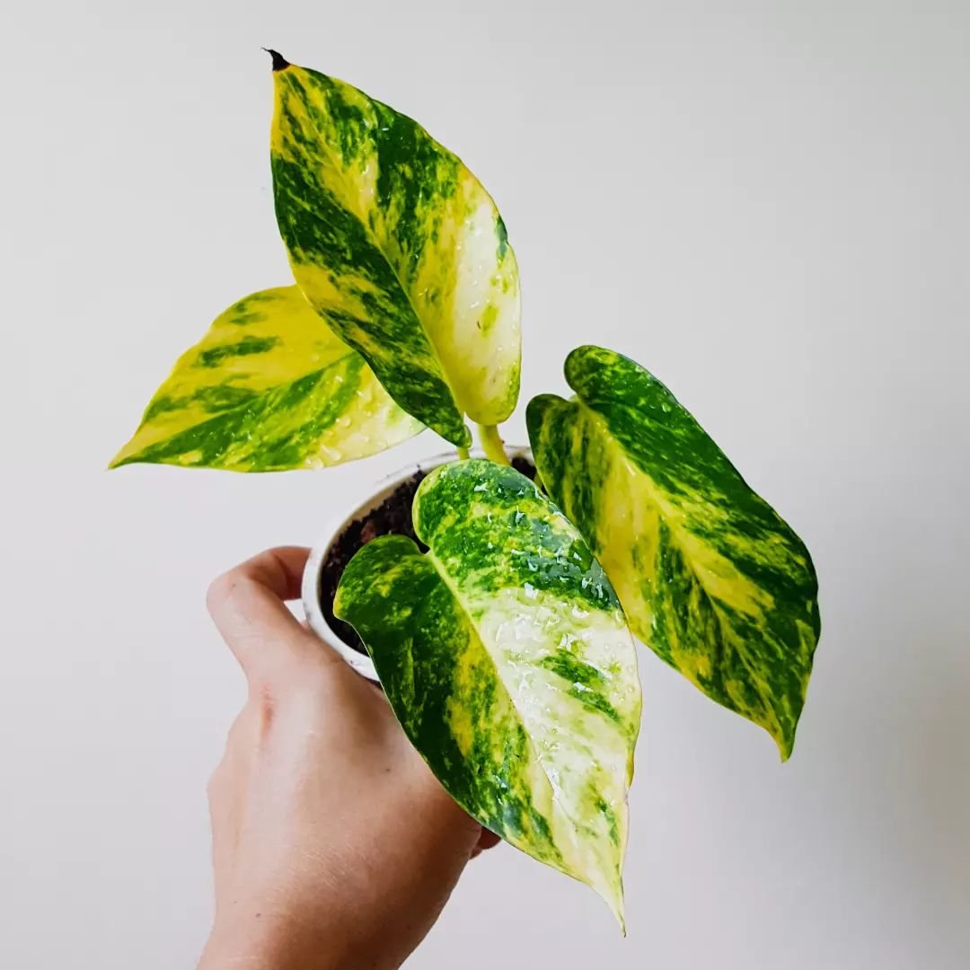 Hawaiian Pothos Care and Growing Guide | Plantcarefully