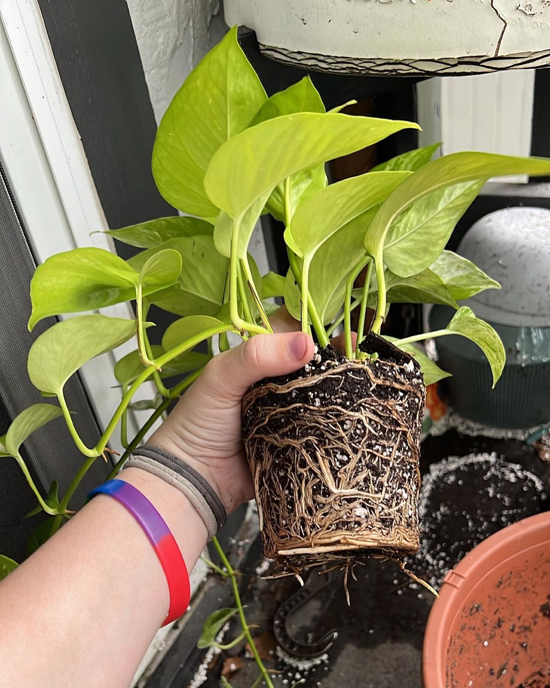 Hawaiian Pothos Care and Growing Guide | Plantcarefully