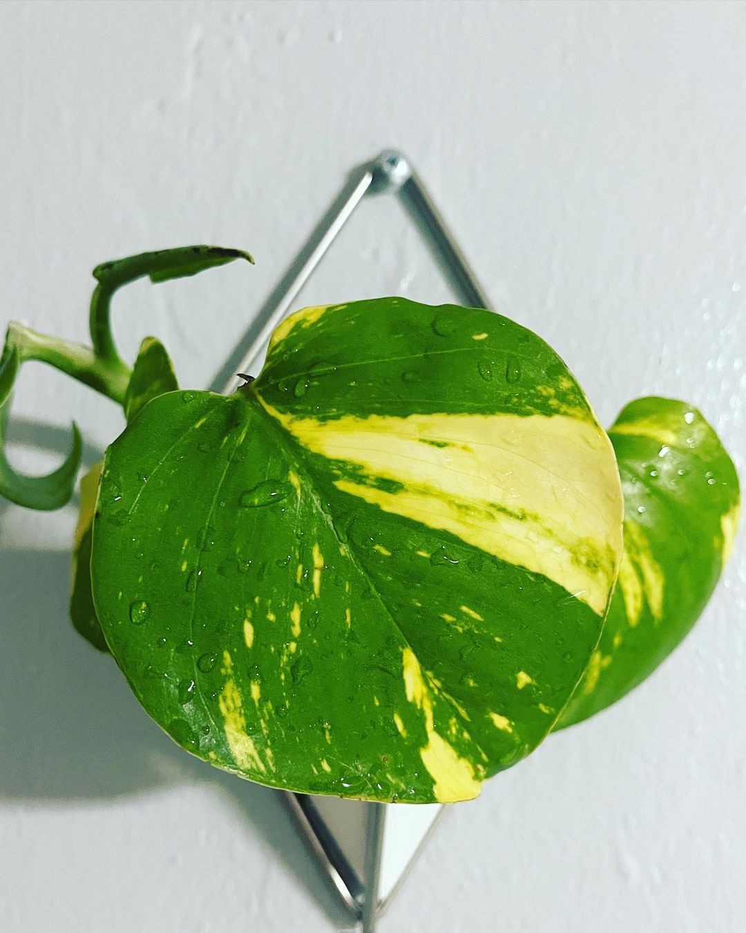 Hawaiian Pothos Care and Growing Guide | Plantcarefully