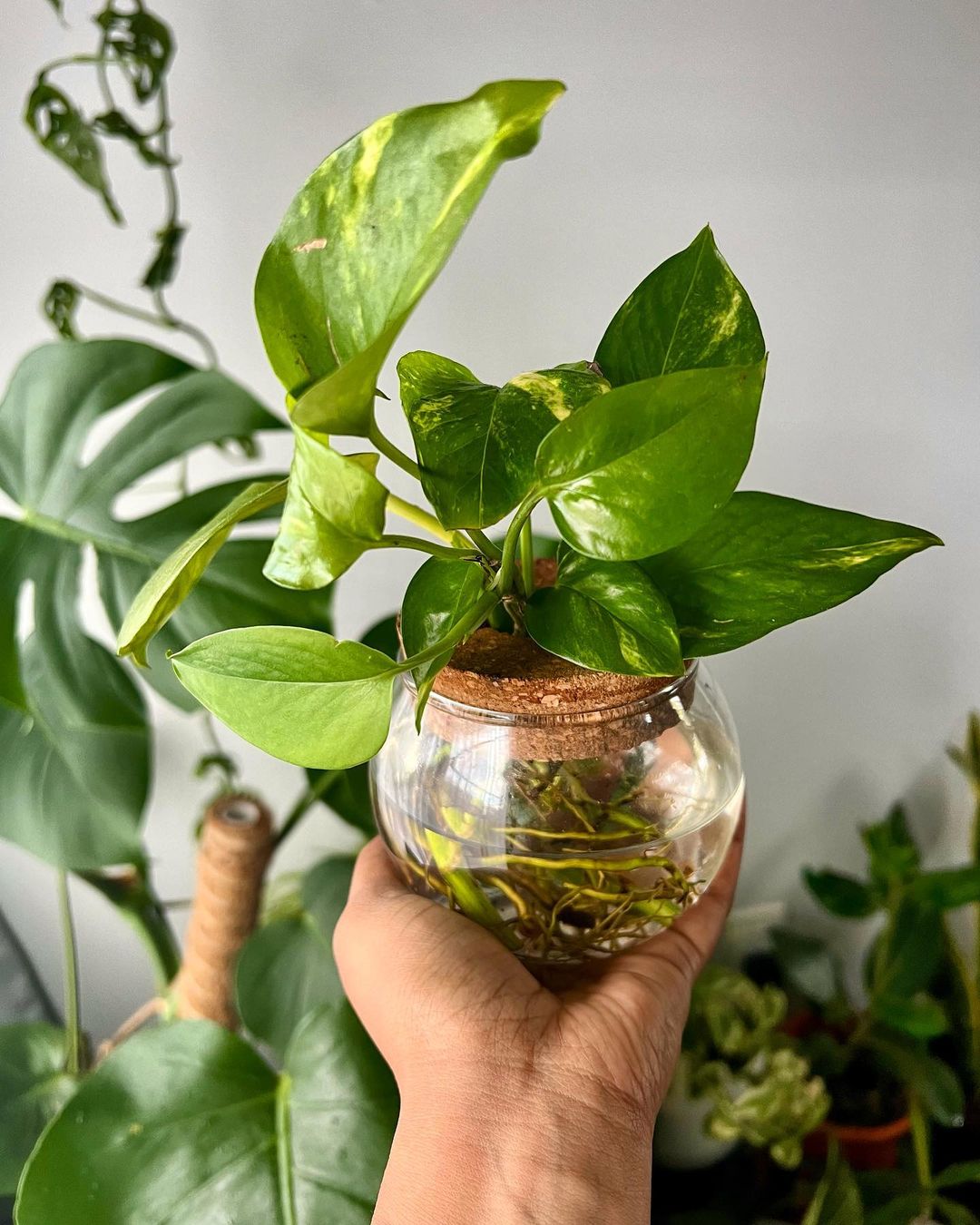 Hawaiian Pothos Care and Growing Guide | Plantcarefully