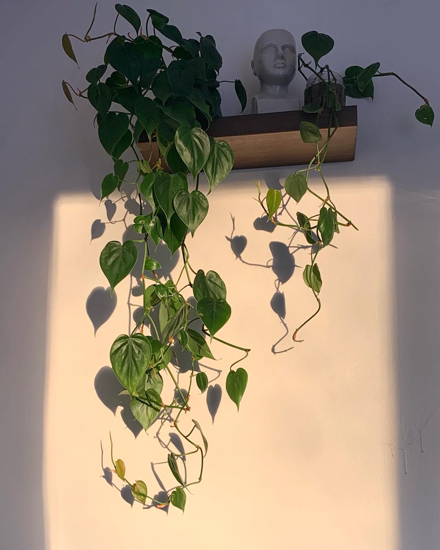 Heartleaf Philodendron Growing & Care Guide | Plantcarefully