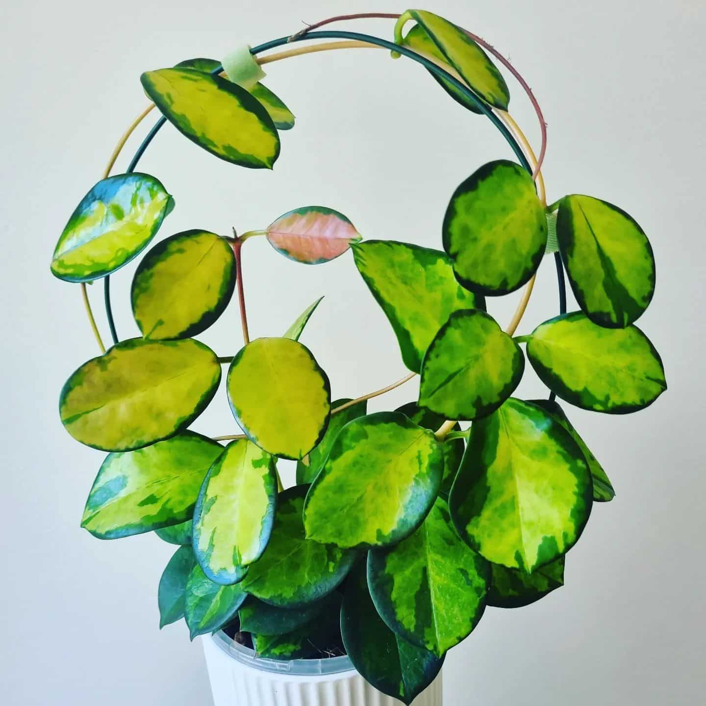 Hoya Australis: Care and Growing Tips! | Plantcarefully