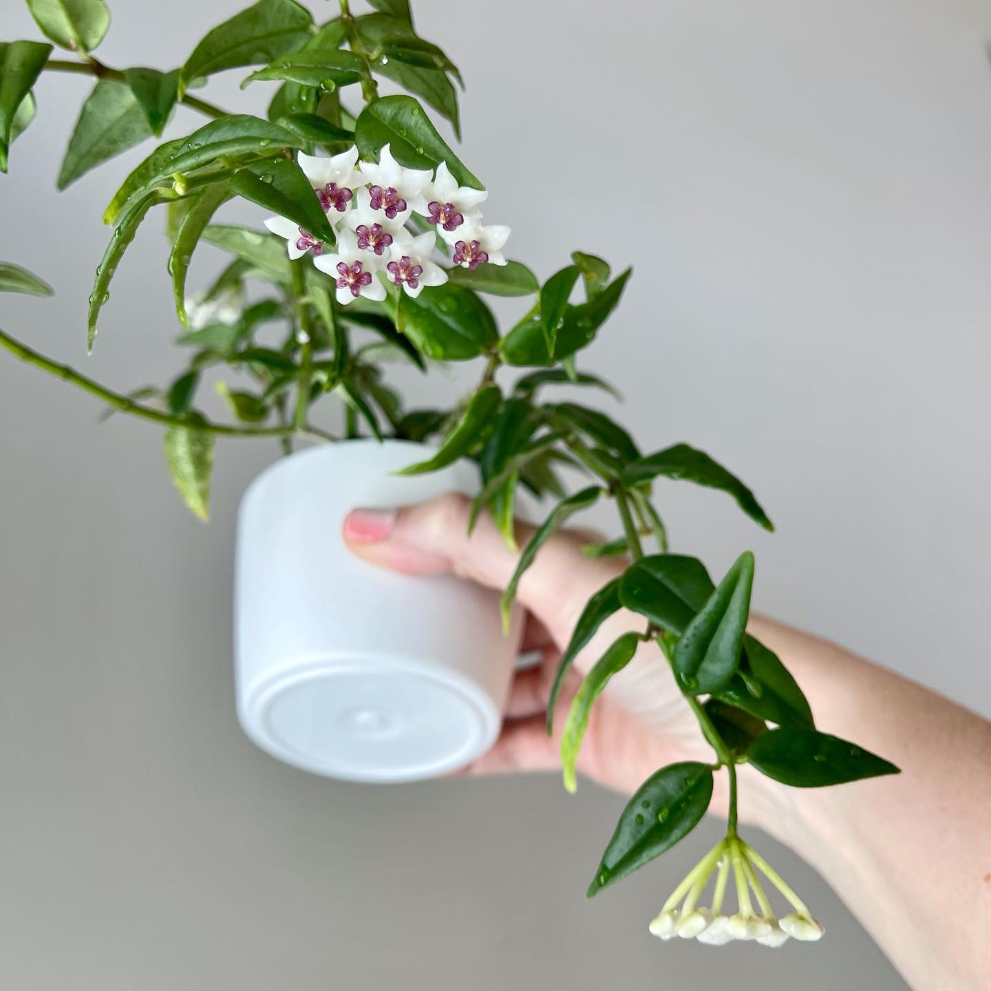 Hoya Bella Care and Growing Guide | Plantcarefully