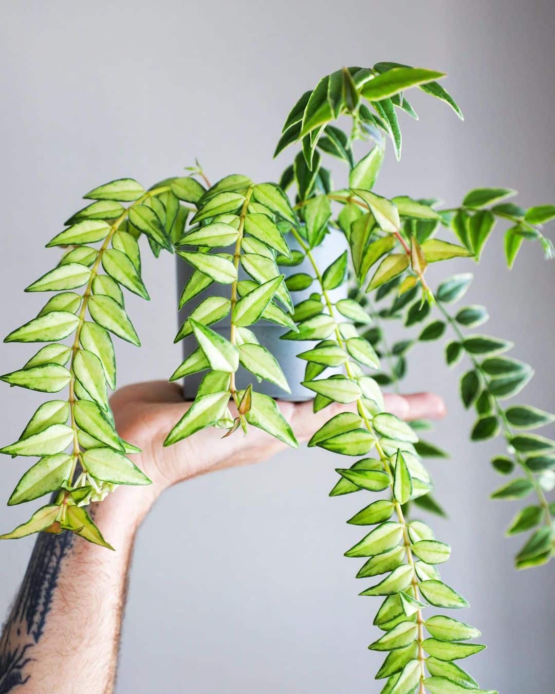 Hoya Bella Care and Growing Guide | Plantcarefully