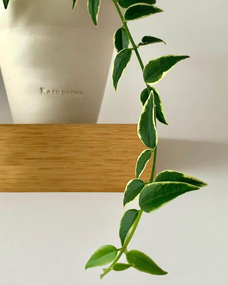 Hoya Bella Care and Growing Guide | Plantcarefully