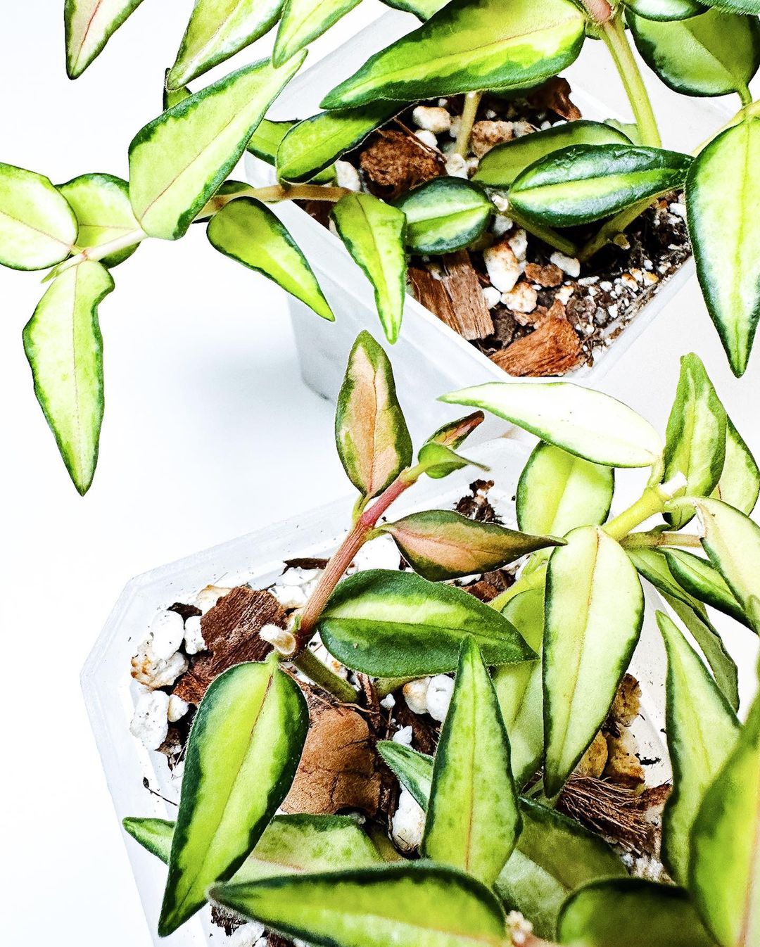 Hoya Bella Care and Growing Guide | Plantcarefully