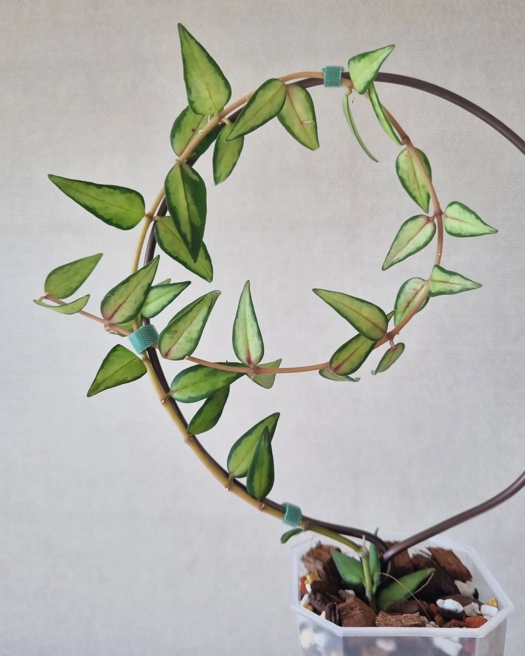 Hoya Bella Care and Growing Guide | Plantcarefully