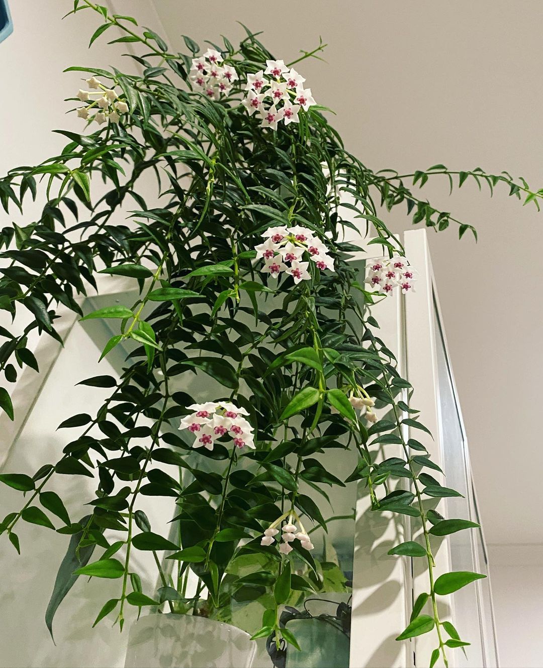 Hoya Bella Care and Growing Guide | Plantcarefully