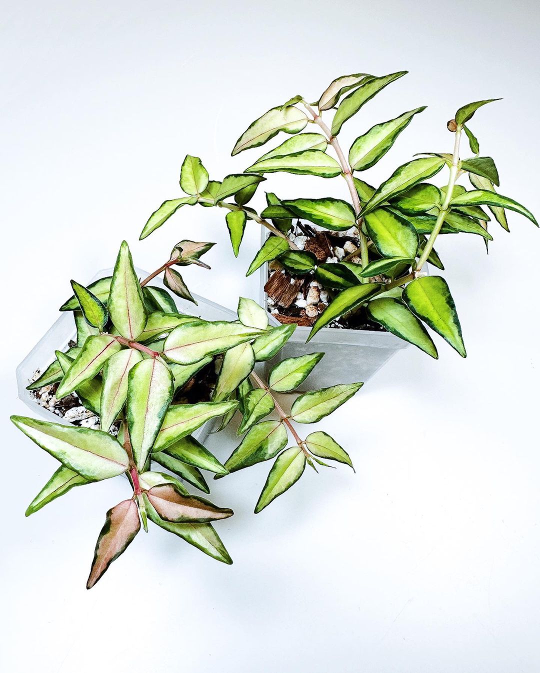 Hoya Bella Care and Growing Guide | Plantcarefully