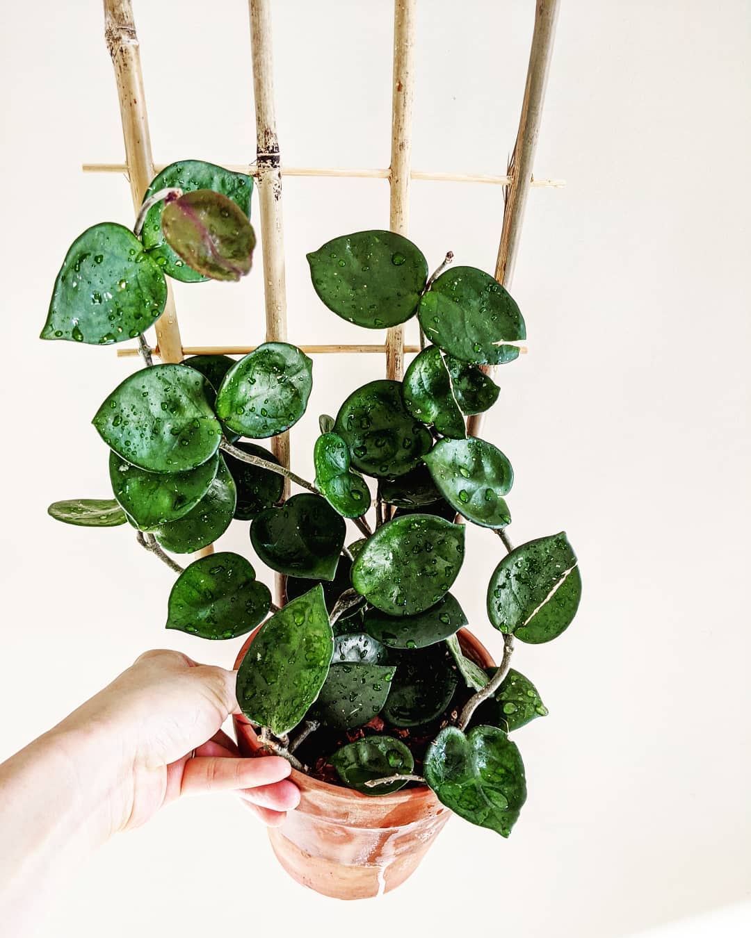 Hoya Chelsea Care and Growing Guide | Plantcarefully