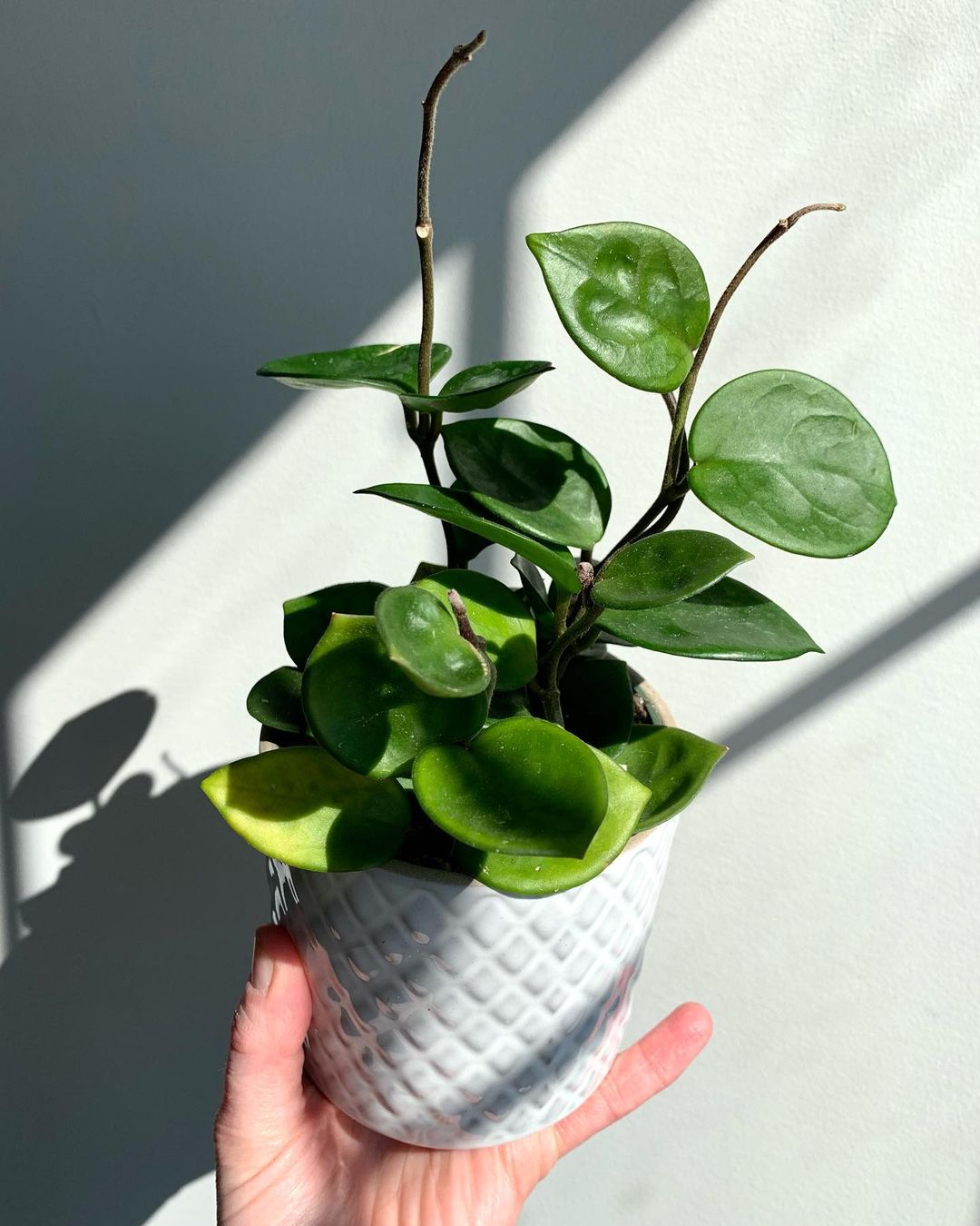 Hoya Chelsea Care and Growing Guide | Plantcarefully