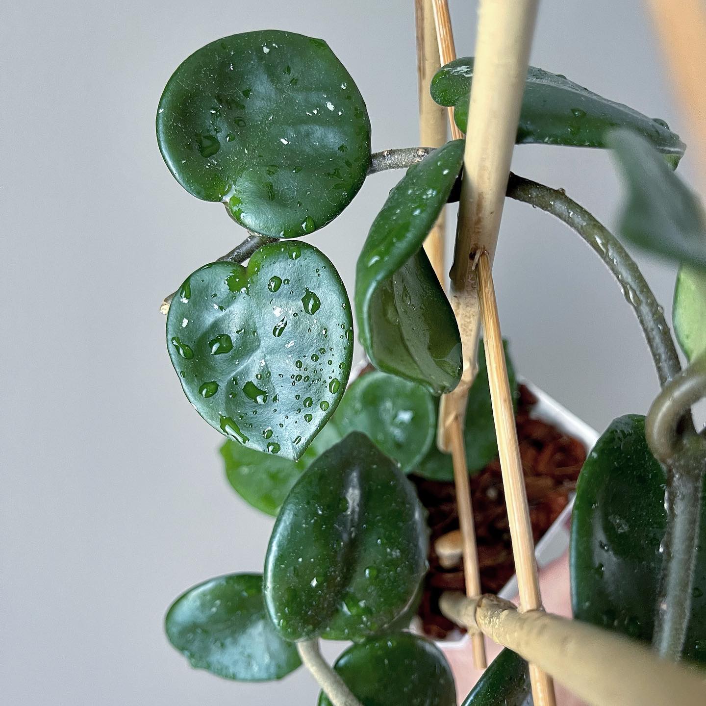 Hoya Chelsea Care and Growing Guide | Plantcarefully