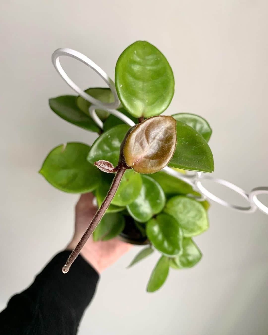 Hoya Chelsea Care and Growing Guide | Plantcarefully