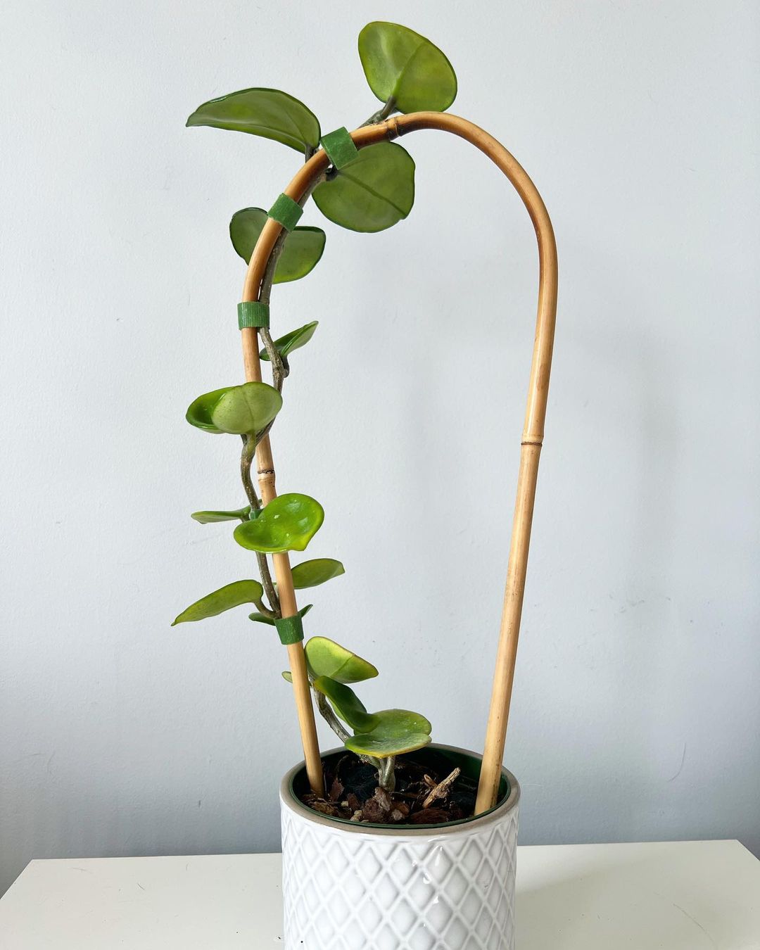 Hoya Chelsea Care and Growing Guide | Plantcarefully