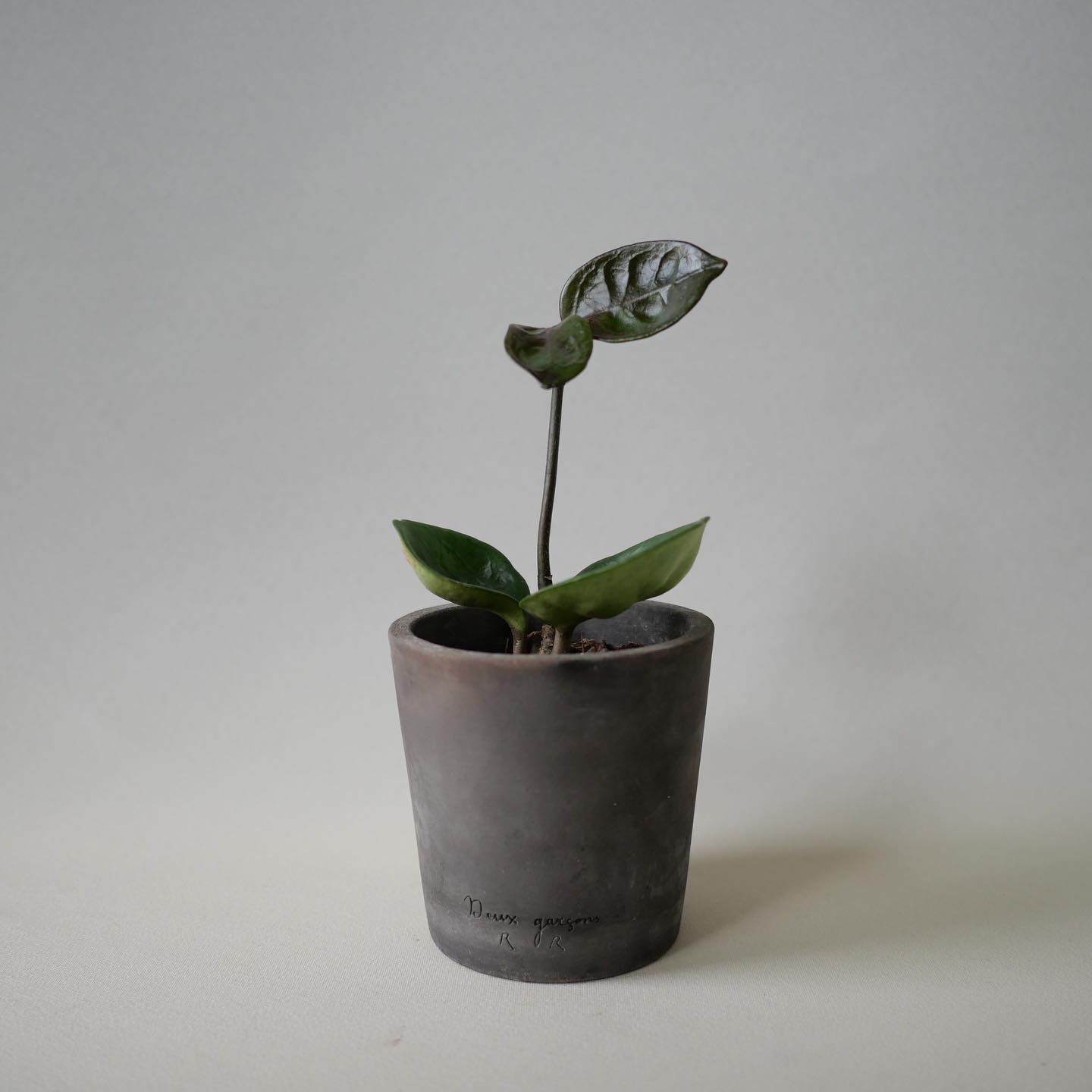 Hoya Chelsea Care and Growing Guide | Plantcarefully