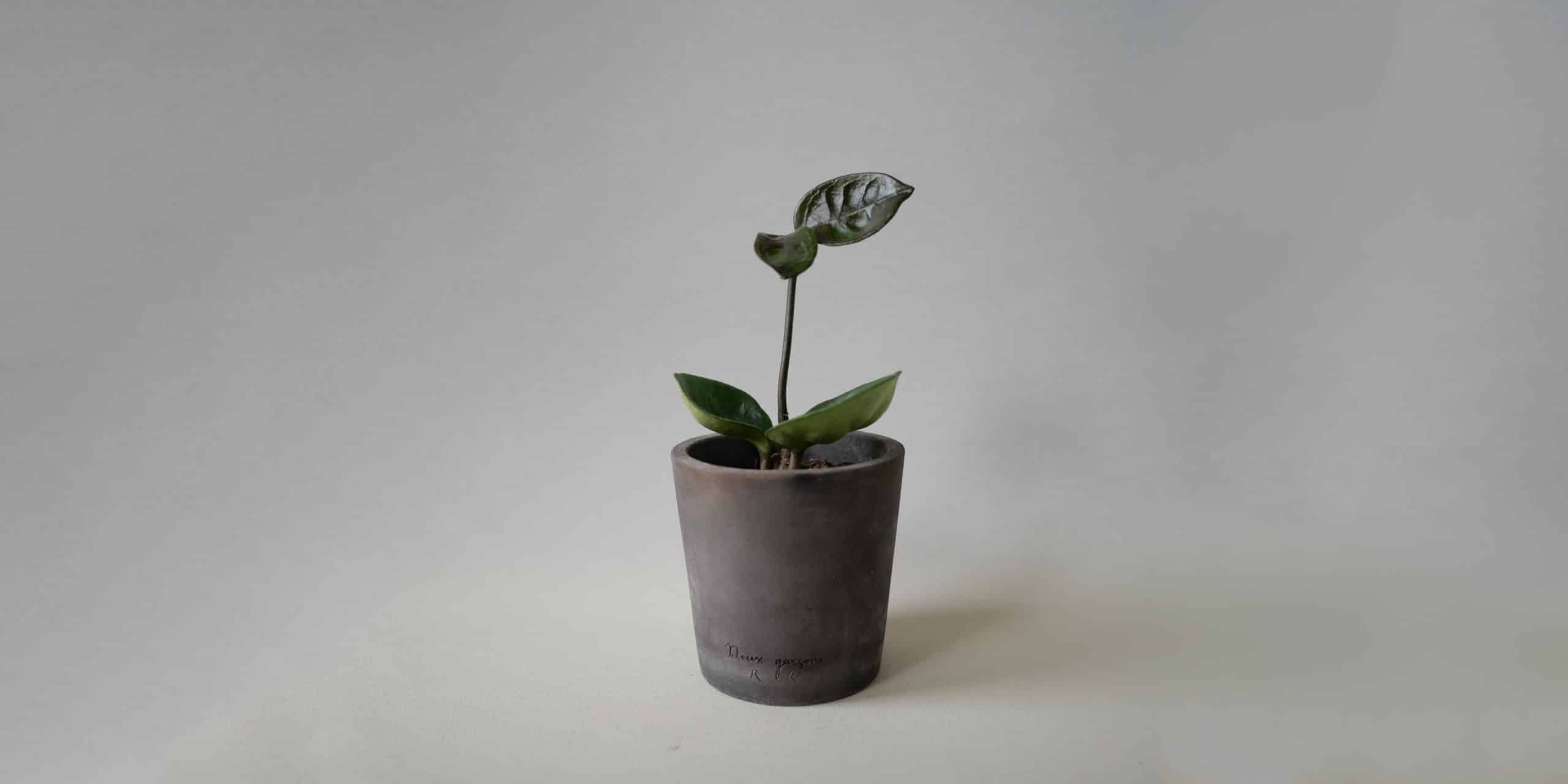 Hoya Chelsea Care and Growing Guide | Plantcarefully