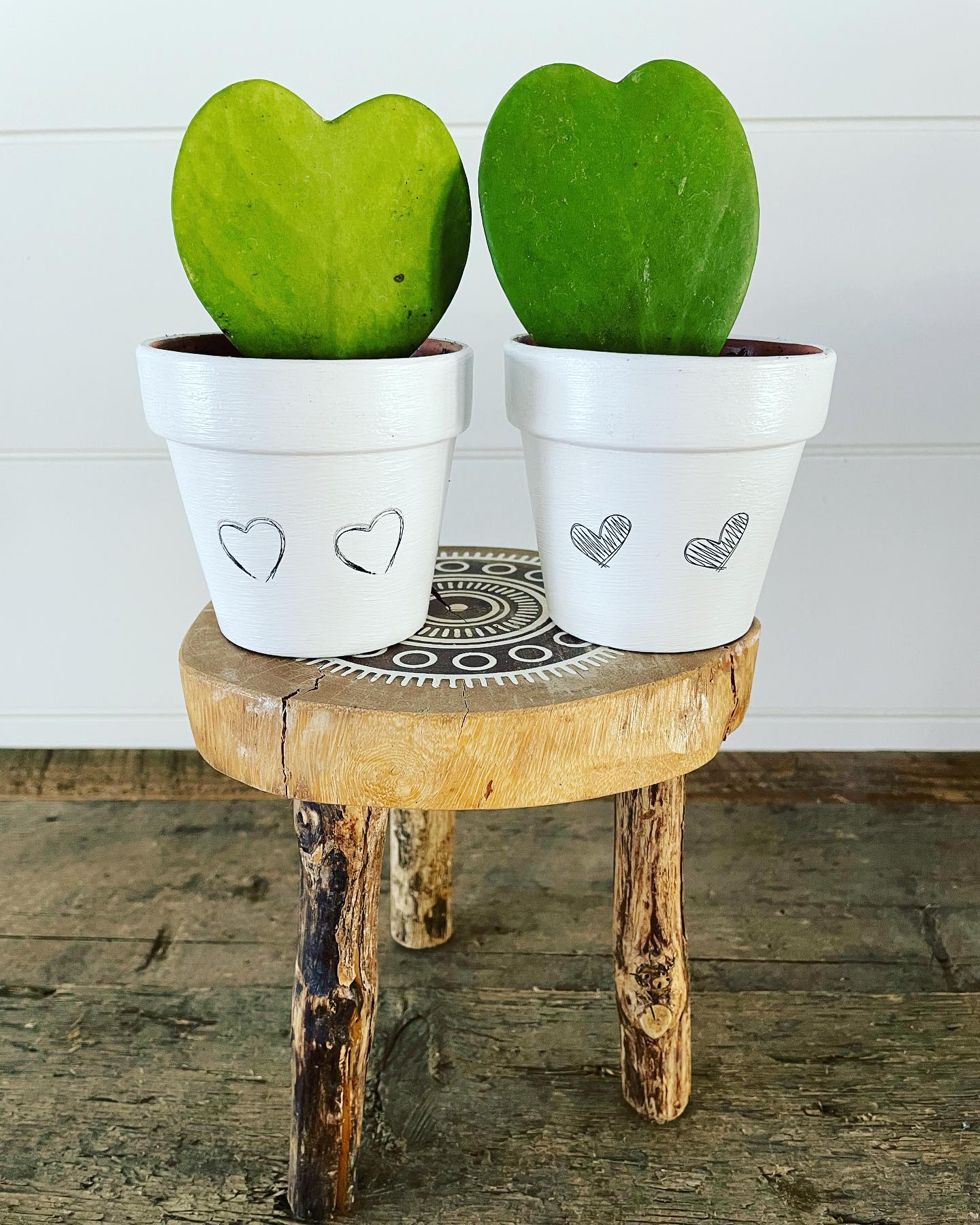 Hoya Kerrii: Caring for a Sweetheart Plant | Plantcarefully