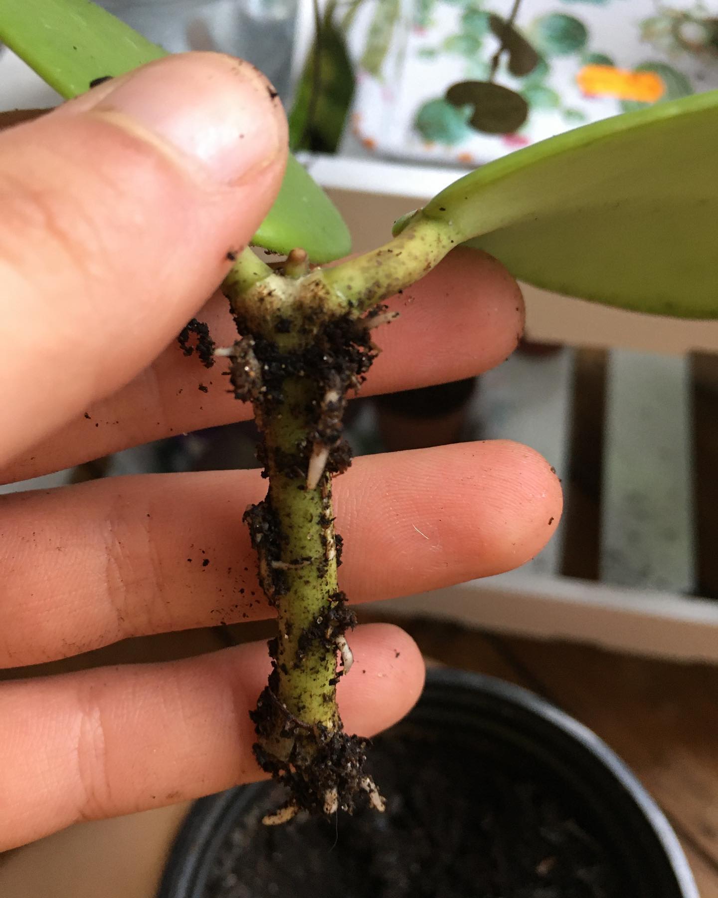 Hoya Kerrii: Caring for a Sweetheart Plant | Plantcarefully