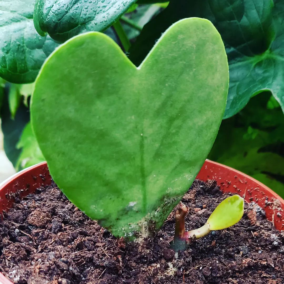 Hoya Kerrii: Caring for a Sweetheart Plant | Plantcarefully