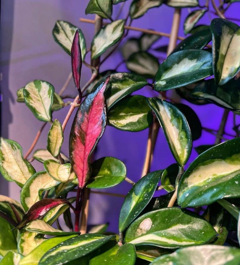 Hoya Krimson Princess Care and Growing Guide | Plantcarefully