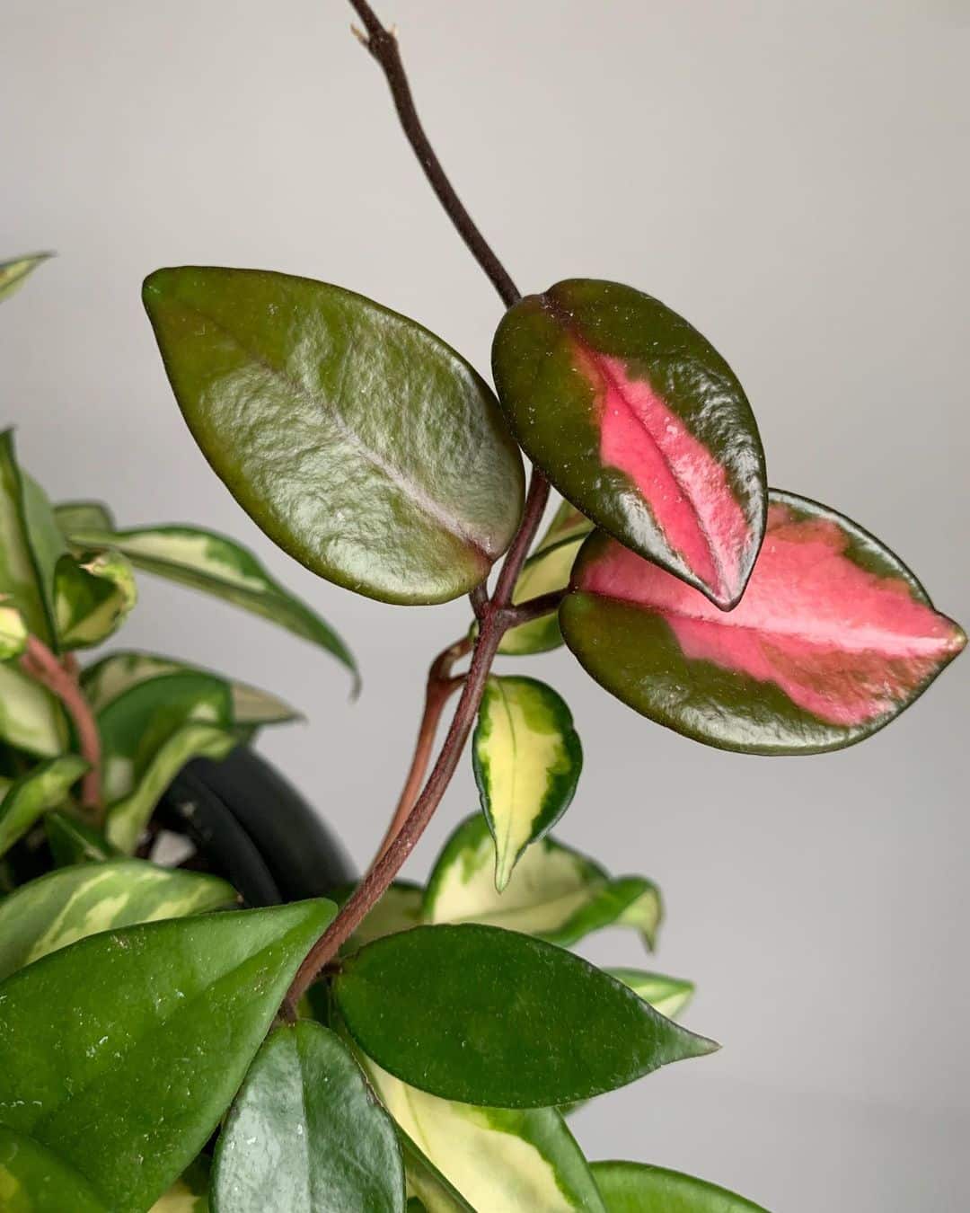 Hoya Krimson Princess Care and Growing Guide | Plantcarefully
