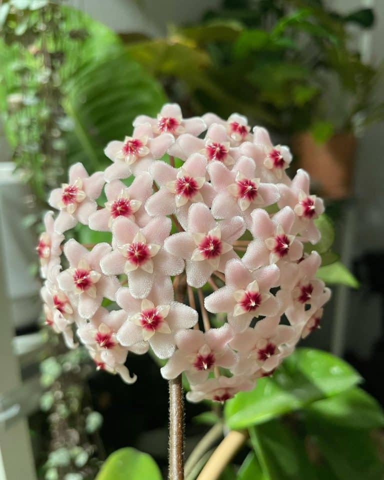 Hoya Krimson Princess Care and Growing Guide | Plantcarefully