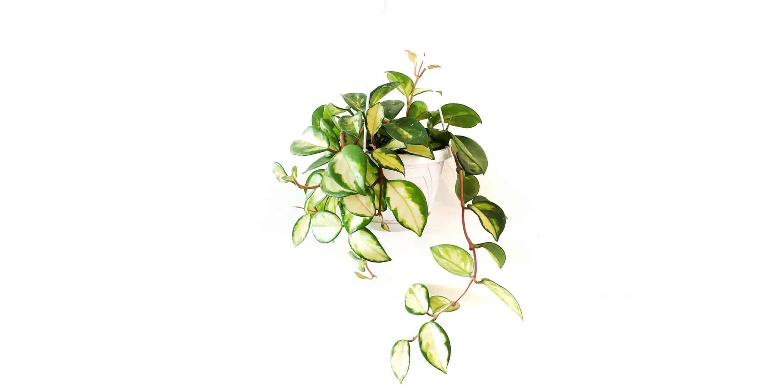 Hoya Krimson Princess Care and Growing Guide | Plantcarefully