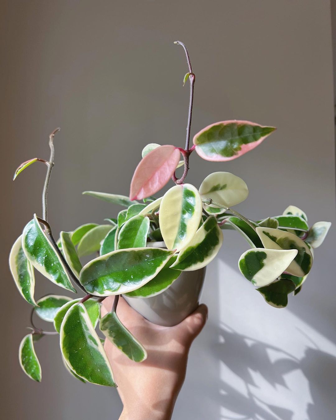 Hoya Krimson Princess Care and Growing Guide | Plantcarefully