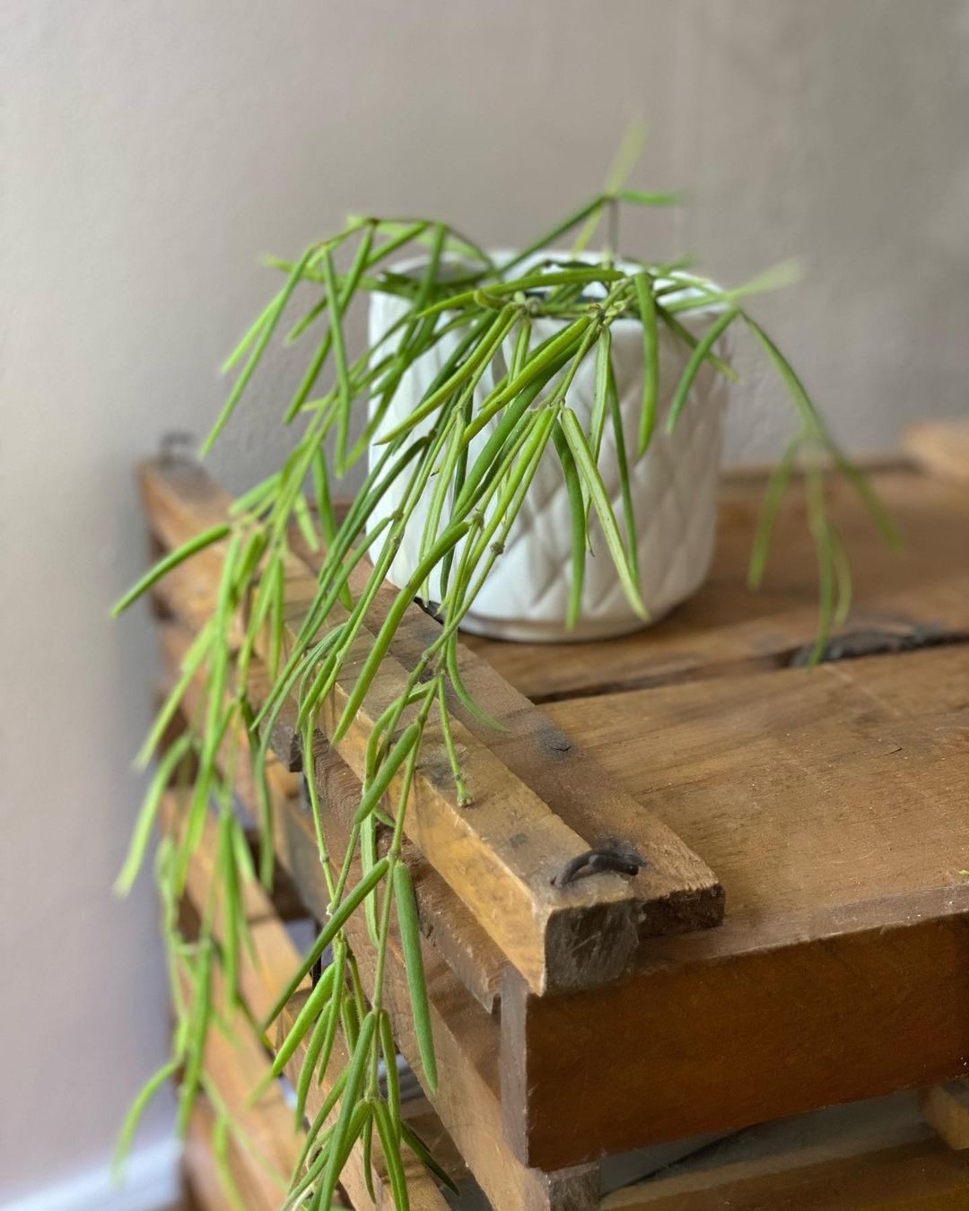 Hoya Linearis Care and Growing Guide | Plantcarefully