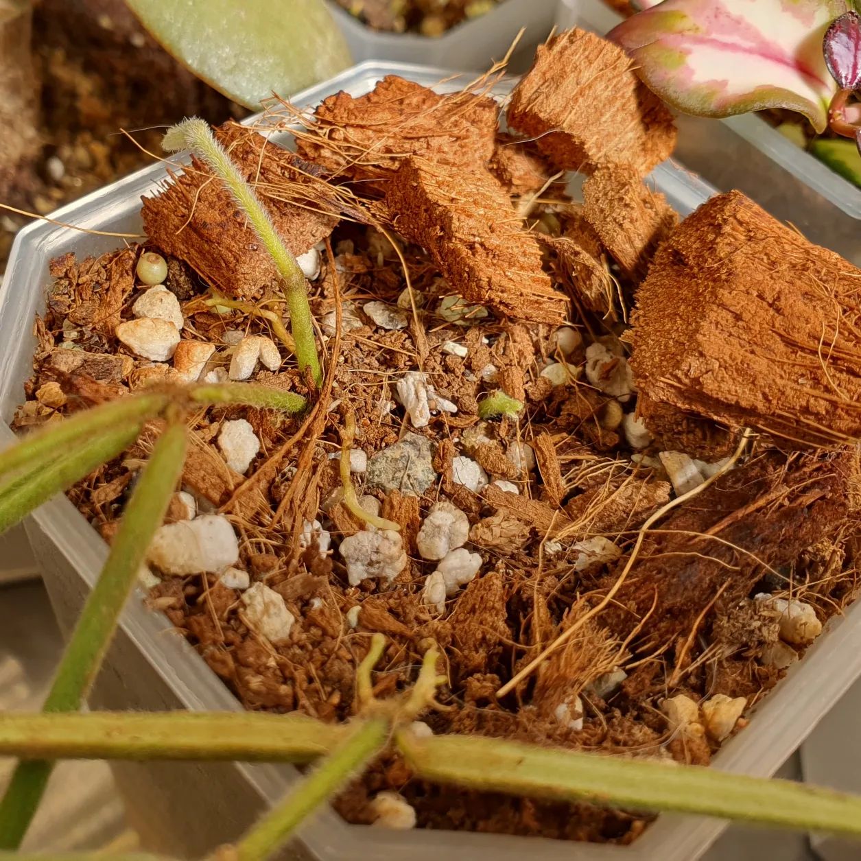 Hoya Linearis Care and Growing Guide | Plantcarefully