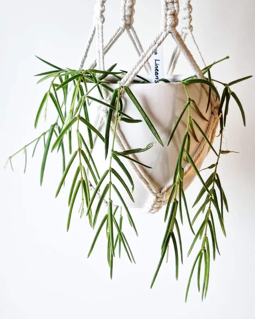 Hoya Linearis Care and Growing Guide | Plantcarefully